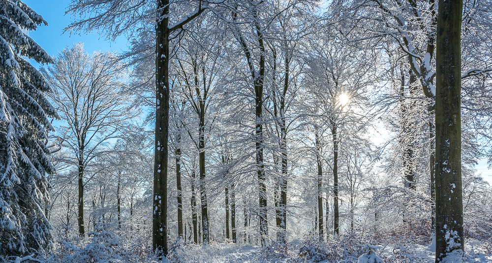 WinterSonne Foto & Bild | jahreszeiten, winter, im wald Bilder auf fotocommunity