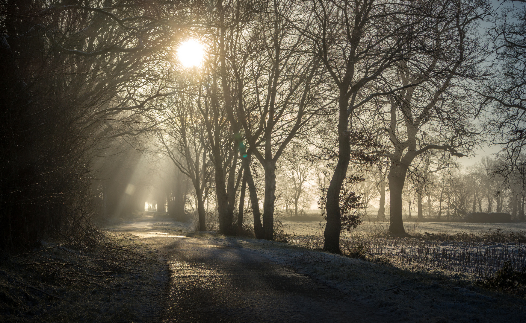 Wintersonne im Januar Foto & Bild | jahreszeiten, winter, sonnenaufgang Bilder auf fotocommunity