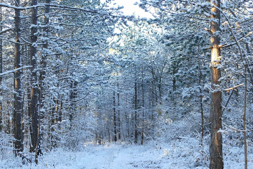 Winterwald Foto & Bild | landschaft, jahreszeiten, winter Bilder auf fotocommunity