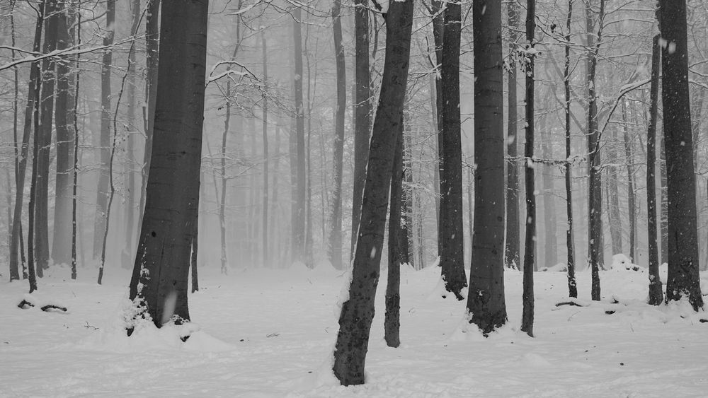 Winterwald Foto & Bild | landschaft, jahreszeiten, winter Bilder auf fotocommunity