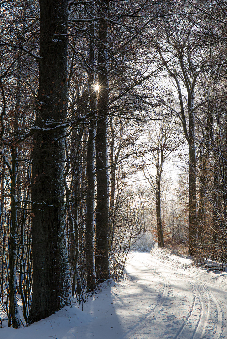 Winterwald Foto & Bild | wald, winter, jahreszeit Bilder auf fotocommunity