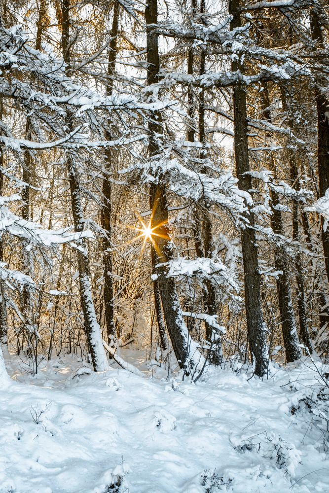 Winterwald im Sonnenglanz Foto & Bild | wald, bäume, winter Bilder auf fotocommunity