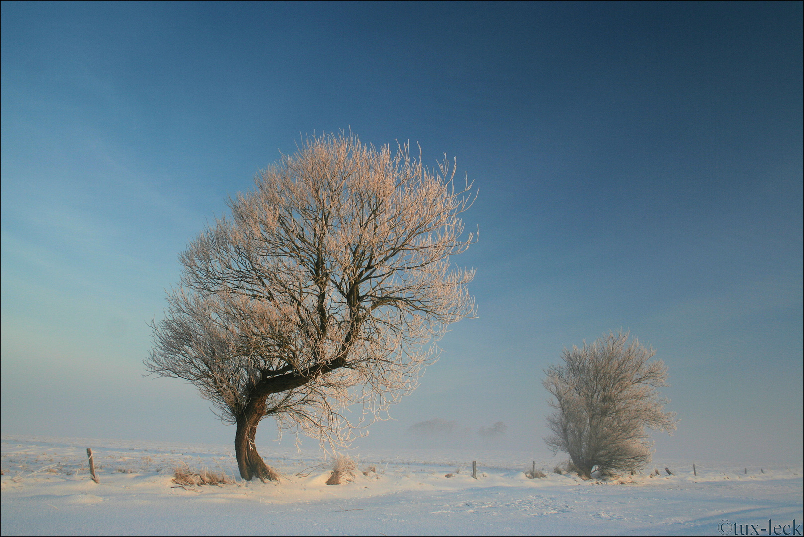 Winter_Wind_Baum Foto & Bild | deutschland, europe, schleswig- holstein ...