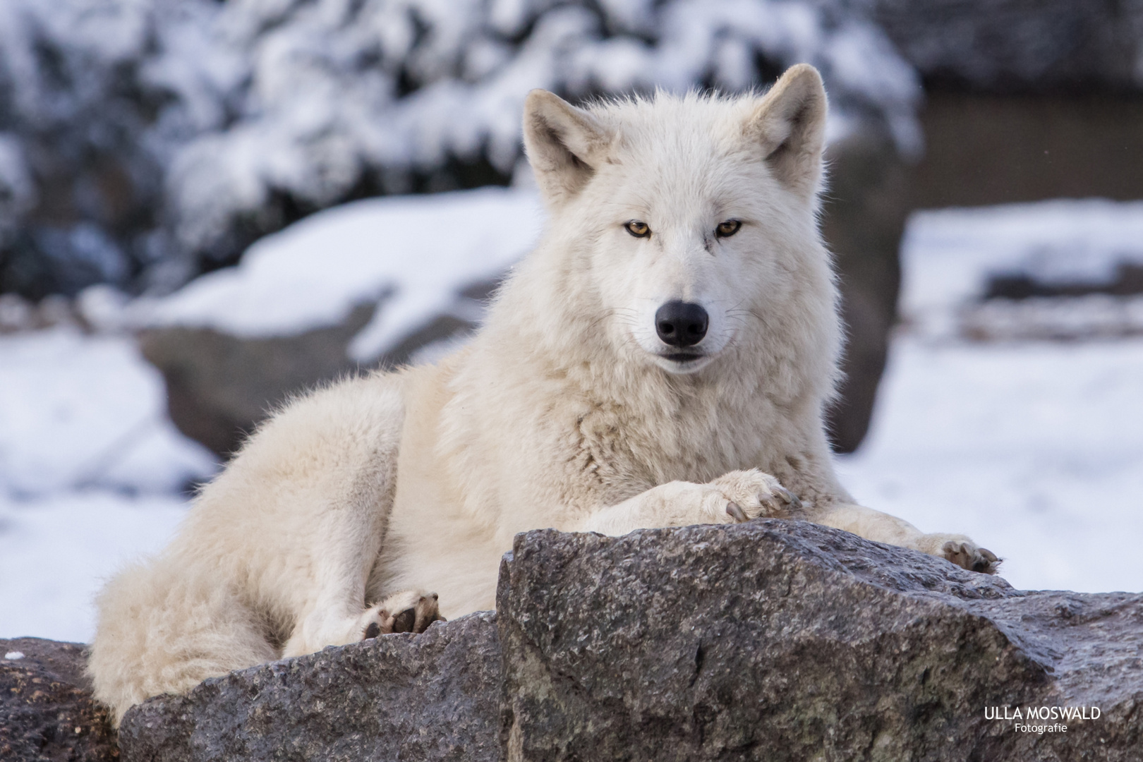 ...Winterwolf... Foto & Bild | tiere, zoo, wildpark & falknerei, säugetiere Bilder auf fotocommunity