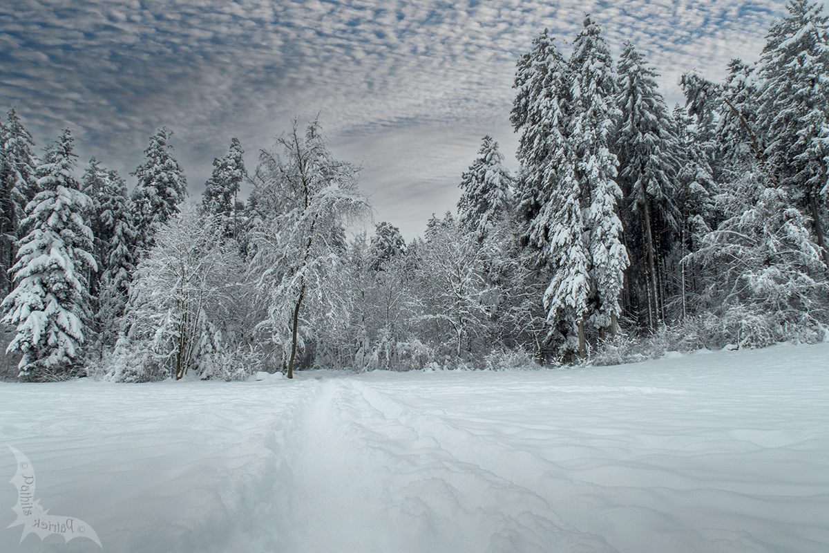 ***winterwunderland*** Foto & Bild | jahreszeiten, winter, wald Bilder auf fotocommunity