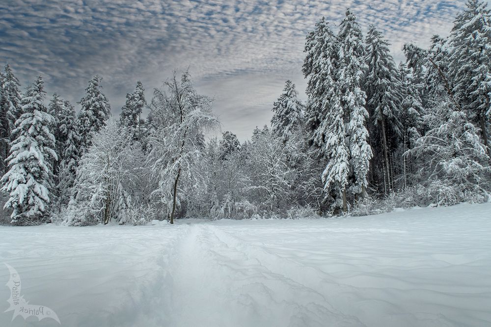 ***winterwunderland*** Foto & Bild | jahreszeiten, winter, wald Bilder auf fotocommunity