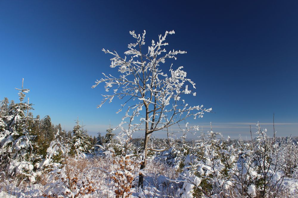 Winterwunderland Foto & Bild | jahreszeiten, winter, natur Bilder auf fotocommunity