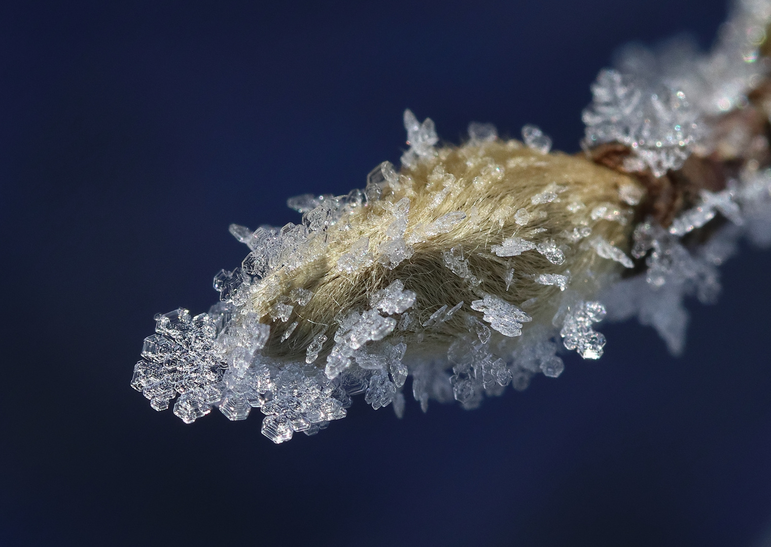 Winterzart und frostig Foto & Bild | spezial, natur, pflanzen Bilder ...