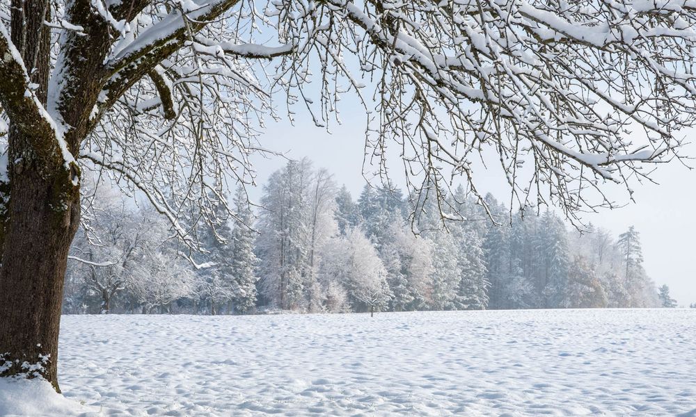 Winterzauber Foto & Bild | wald, landschaften, bäume Bilder auf fotocommunity