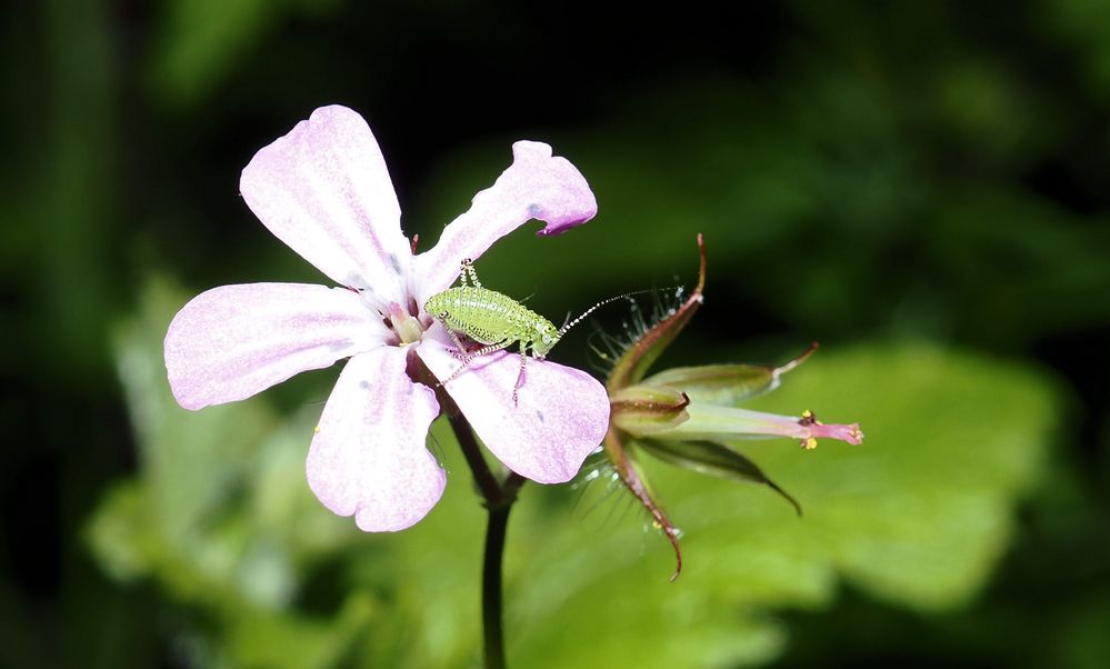 Winzig Foto & Bild | natur, insekt, insekten Bilder auf fotocommunity