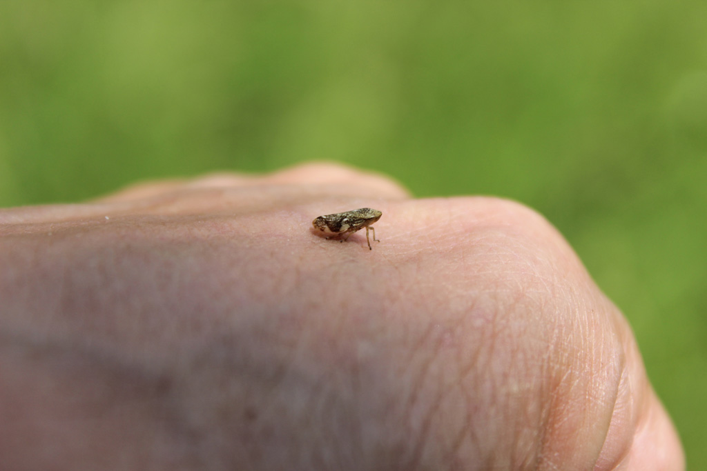 winzig Foto & Bild | natur, insekten, tiere Bilder auf fotocommunity