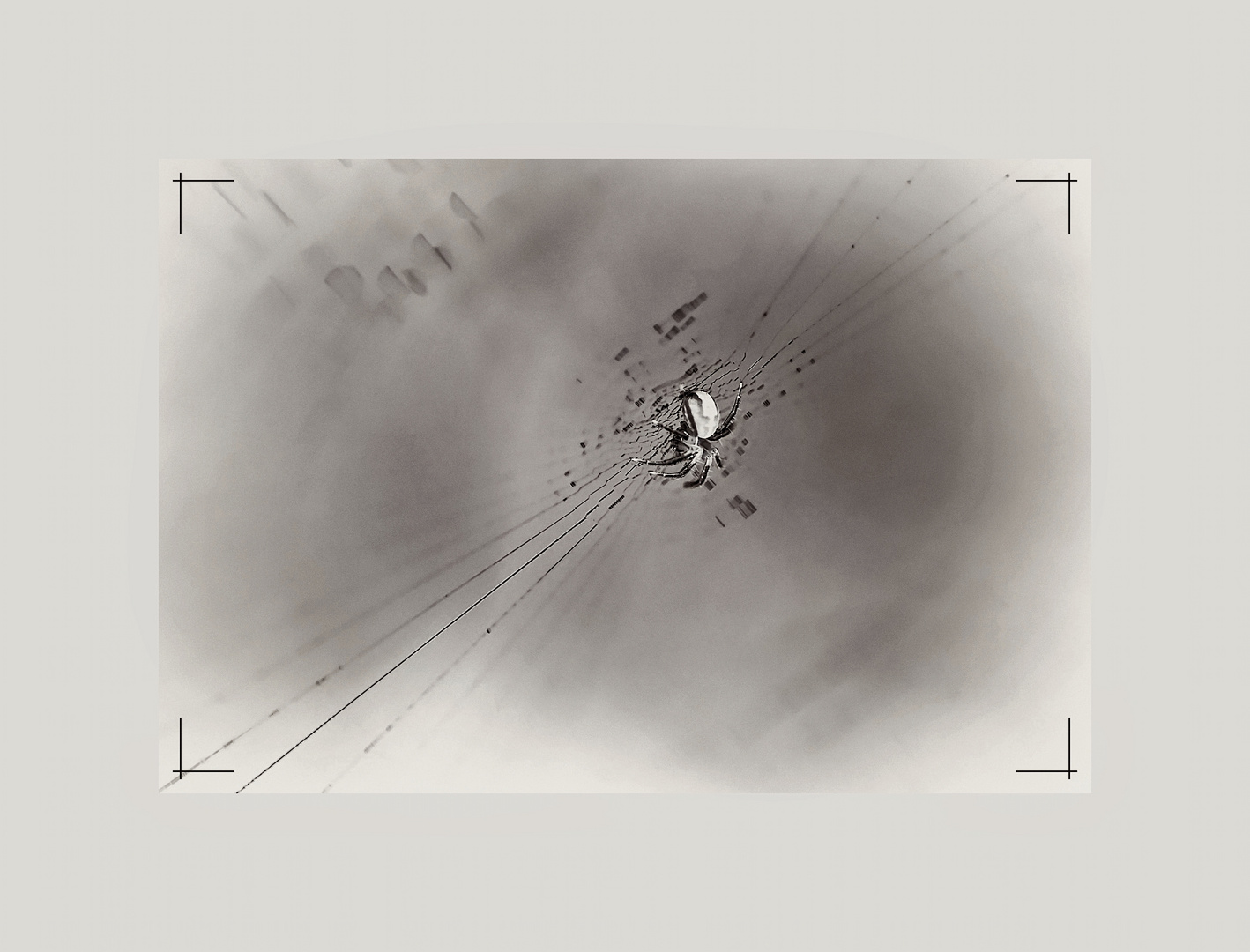 winzige Spinne Foto & Bild | tiere, wildlife, spinnen Bilder auf ...