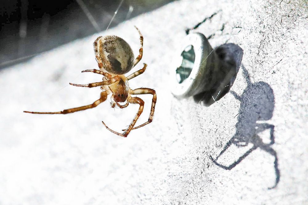 winzige Spinne Foto & Bild | fotos, makro, natur Bilder auf fotocommunity