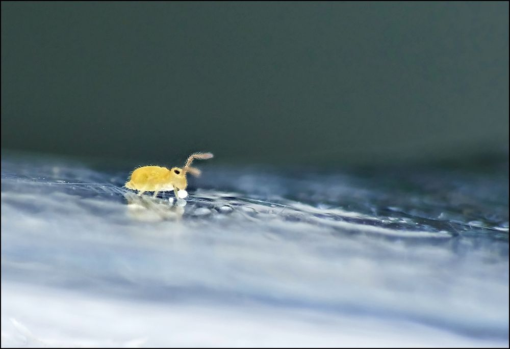 Winziger Winzling 1-2 mm Foto & Bild | spezial, natur, tiere Bilder auf ...