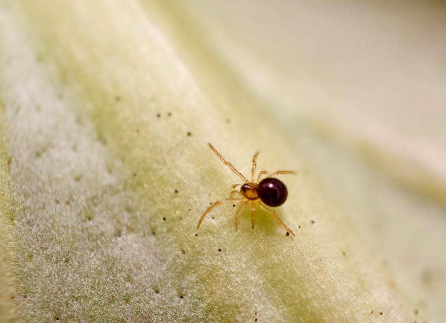 Winziger Winzling Foto & Bild | natur, tiere, wildlife Bilder auf ...