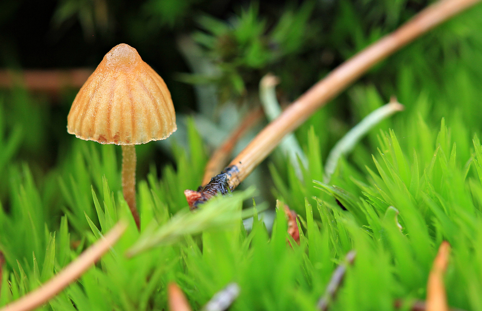 Winzling Foto & Bild | pflanzen, pilze & flechten, pilze & flechten ...