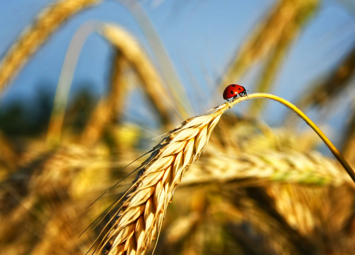 Winzling. Foto & Bild | tiere, wildlife, insekten Bilder auf fotocommunity