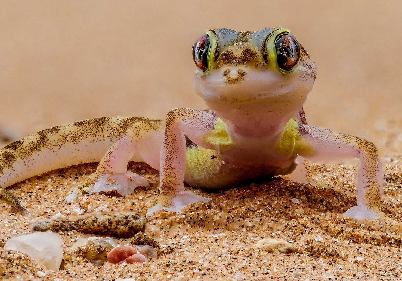 Winzling Foto & Bild | africa, southern africa, namibia Bilder auf ...