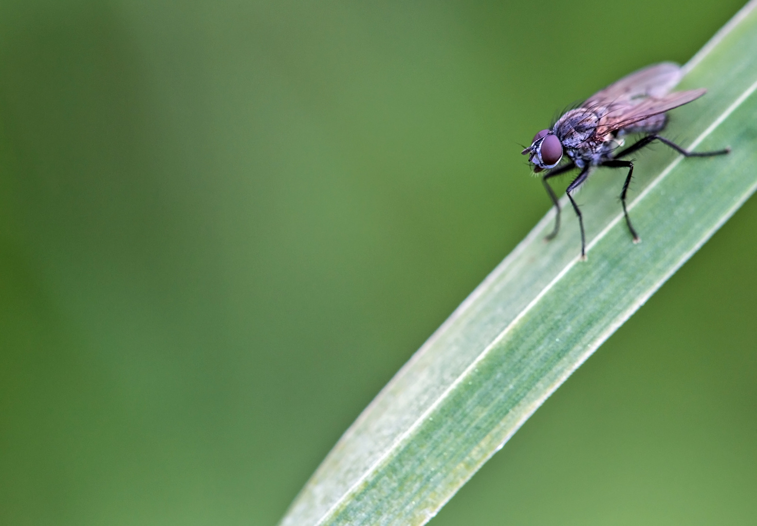 Winzling Foto & Bild | tiere, wildlife, insekten Bilder auf fotocommunity