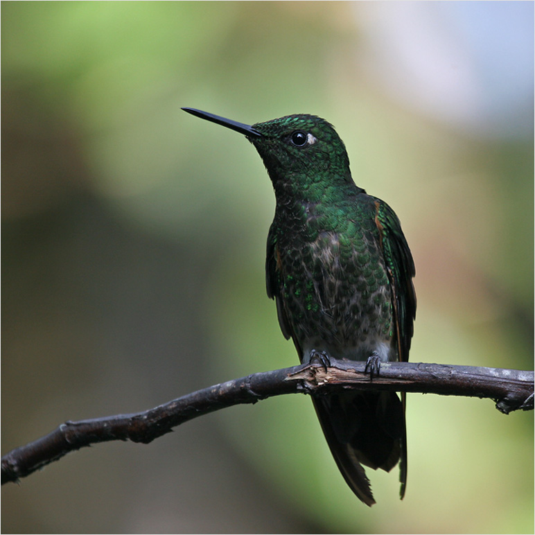 Winzling Foto & Bild | tiere, wildlife, wild lebende vögel Bilder auf ...