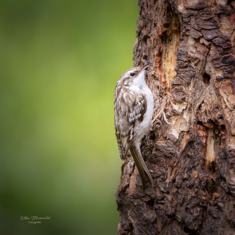 ...Winzling... Foto & Bild | natur, vogel, tier Bilder auf fotocommunity
