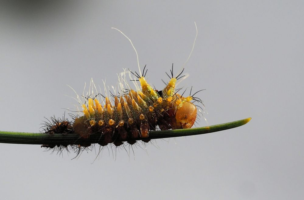 Winzling Foto & Bild | natur, insekt, insekten Bilder auf fotocommunity