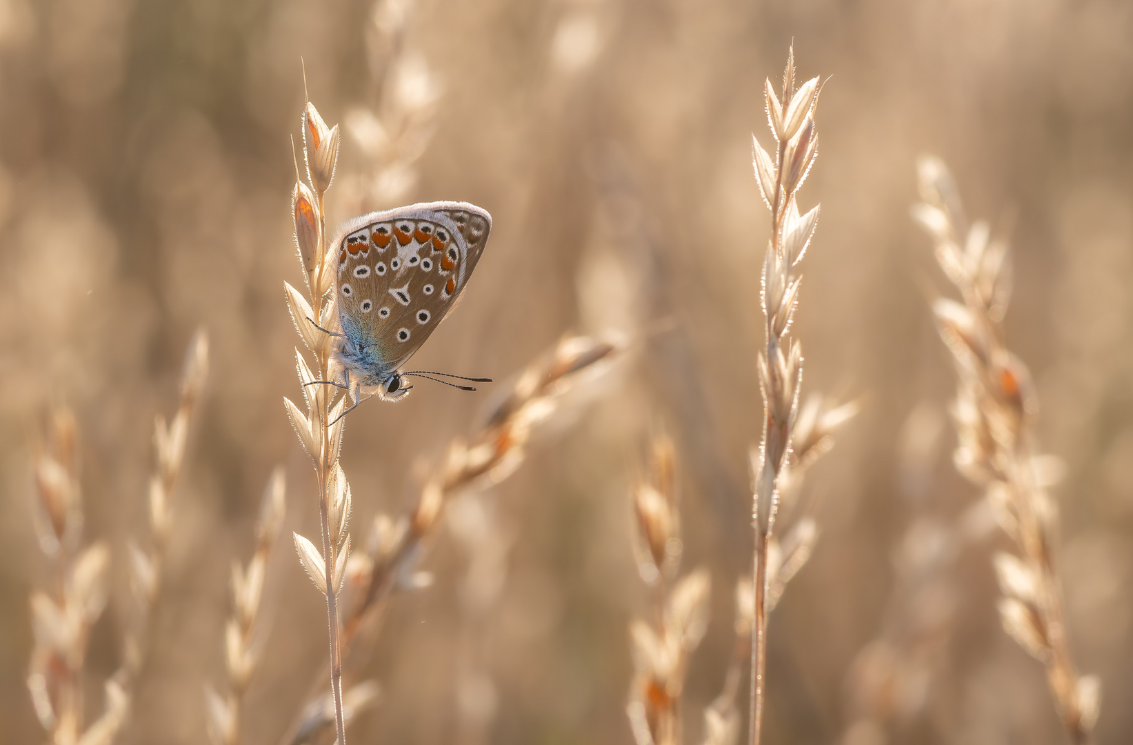 Winzling Foto & Bild | fotos, spezial, sommer Bilder auf fotocommunity