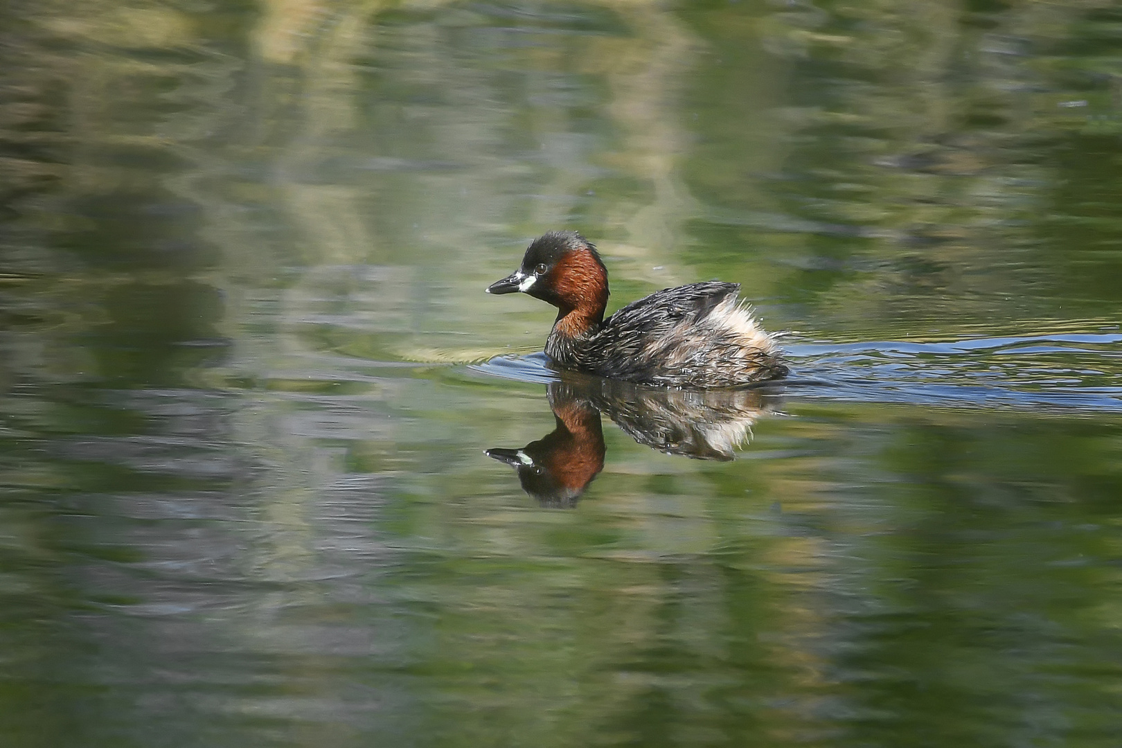 Winzling Foto & Bild | deutschland, europe, nordrhein- westfalen Bilder ...