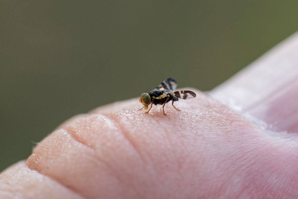 Winzling Foto & Bild | fotos, natur, fliegen Bilder auf fotocommunity