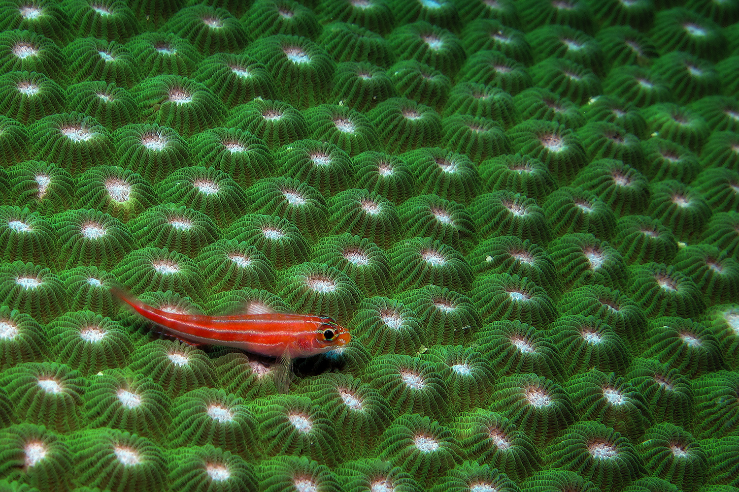 Winzling Foto & Bild | tiere, wildlife, fische Bilder auf fotocommunity