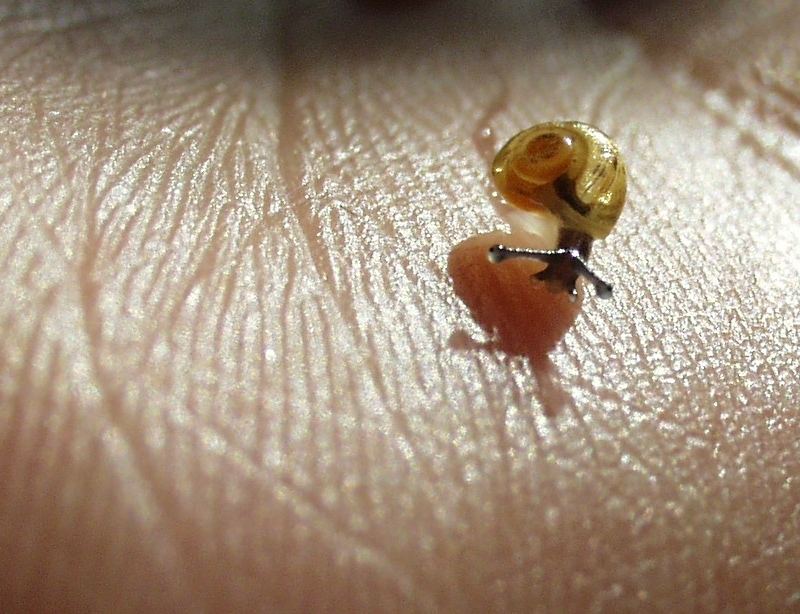 Winzling... Foto & Bild | tiere, wildlife, schnecken & muscheln Bilder ...