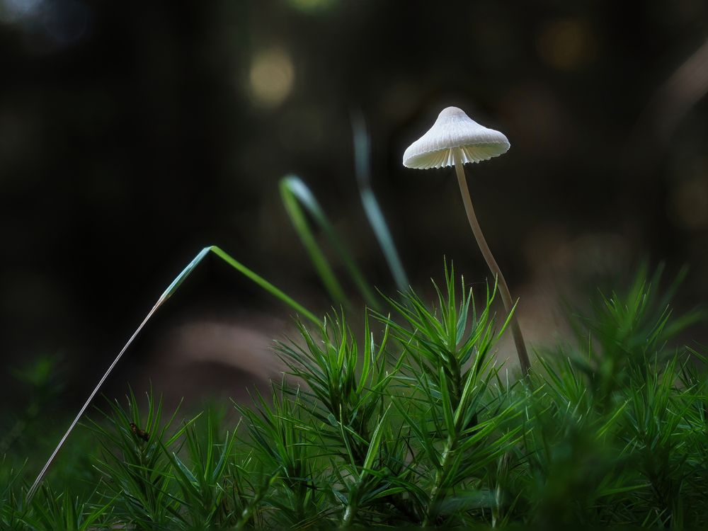 " Winzling " Foto & Bild | pflanzen, pilze & flechten, pilze & flechten ...