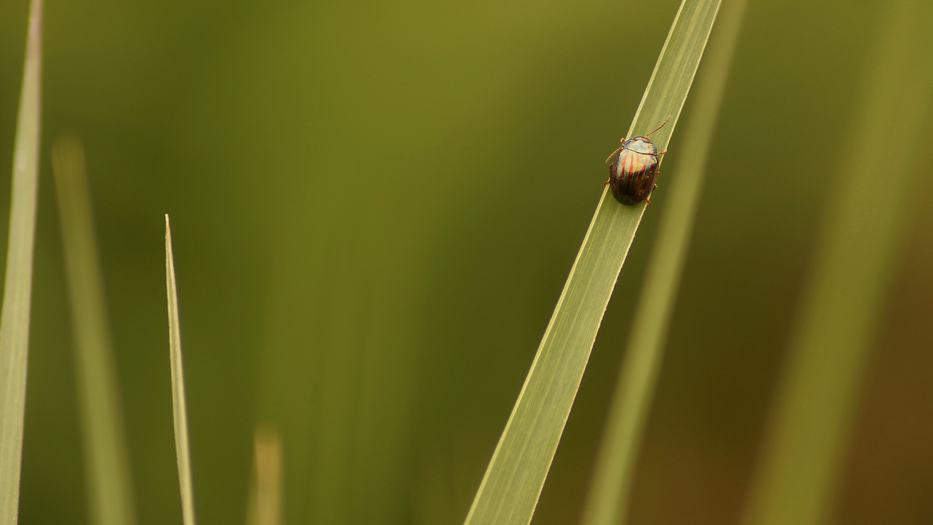 Winzling Foto & Bild | tiere, wildlife, insekten Bilder auf fotocommunity