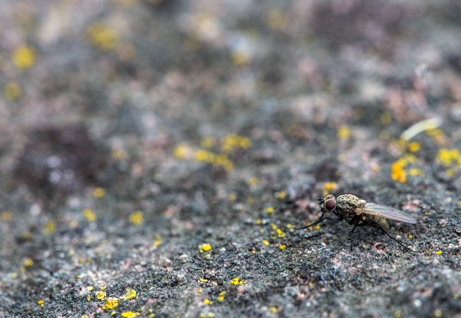 Winzling Foto & Bild | tiere, wildlife, insekten Bilder auf fotocommunity