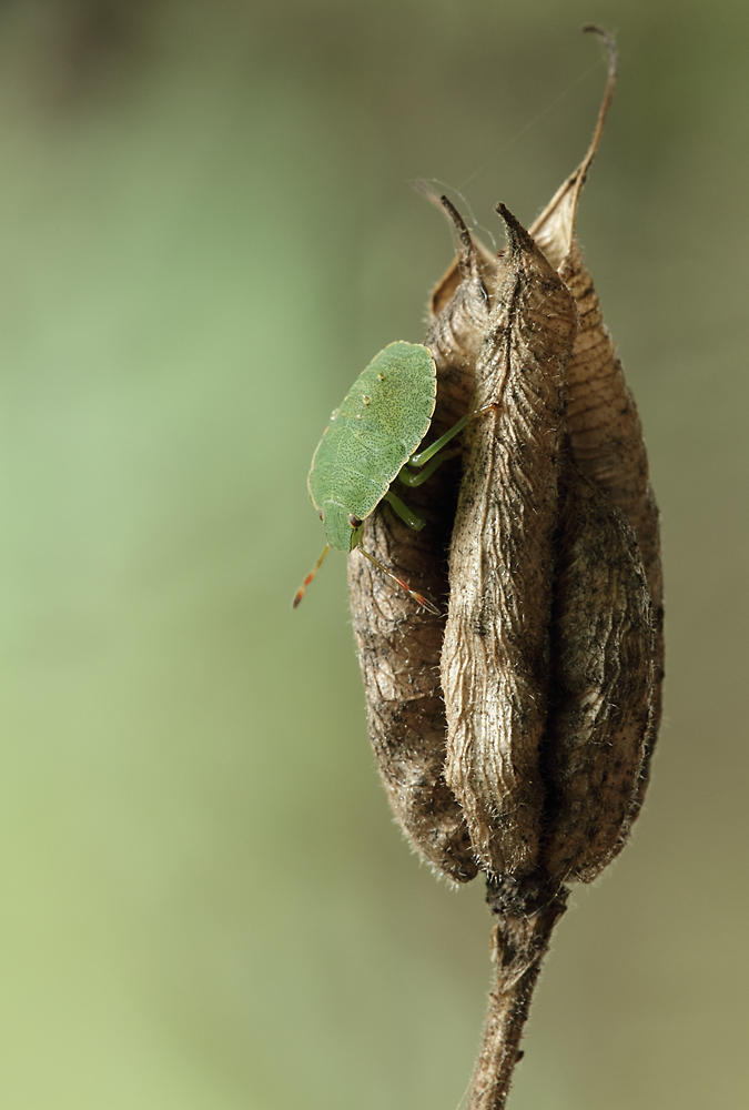 Winzling Foto & Bild | tiere, wildlife, insekten Bilder auf fotocommunity