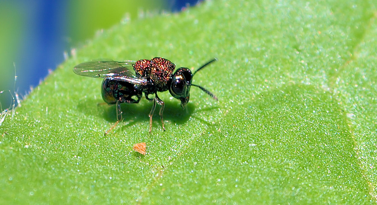 Winzling.... Foto & Bild | tiere, wildlife, insekten Bilder auf ...