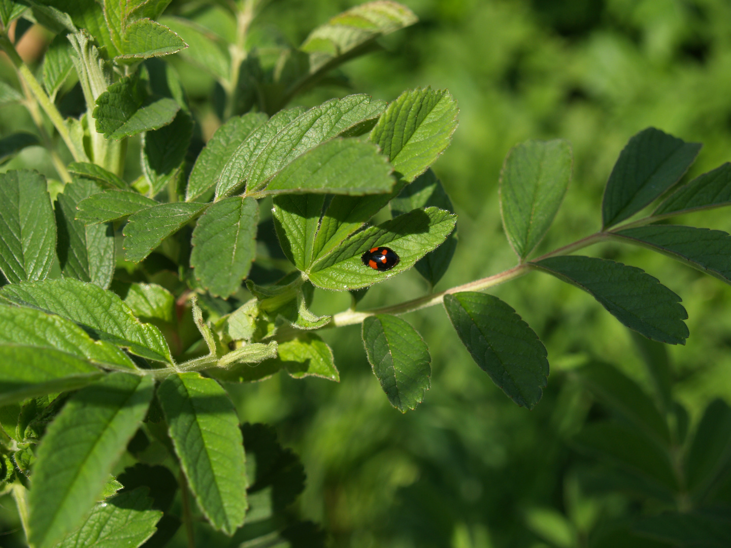 Winzling Foto & Bild | natur, insekten, tiere Bilder auf fotocommunity