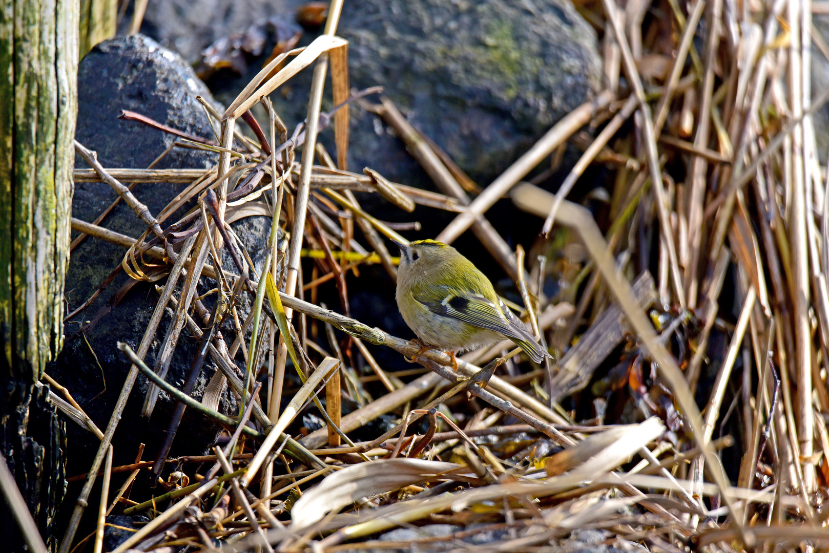 Winzling Foto & Bild | natur, tiere, vögel Bilder auf fotocommunity