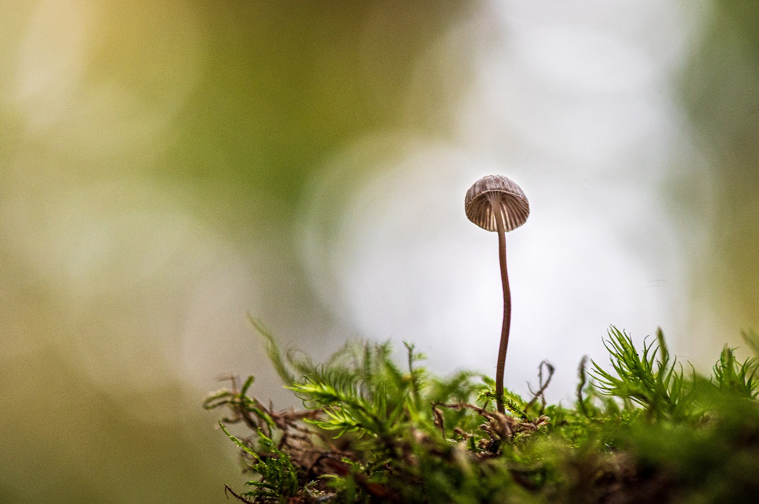 Winzling Foto & Bild | wald, makro, natur Bilder auf fotocommunity