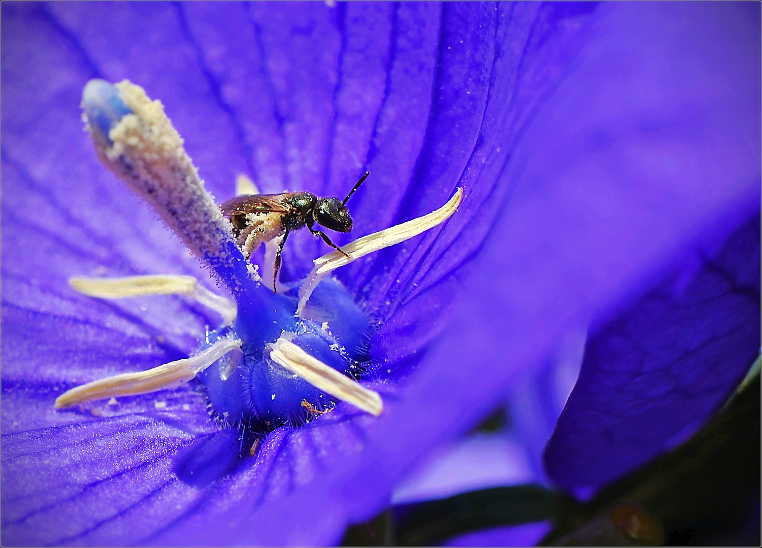 Winzling Foto & Bild | natur-makros, projekte, natur-kreativ Bilder auf ...