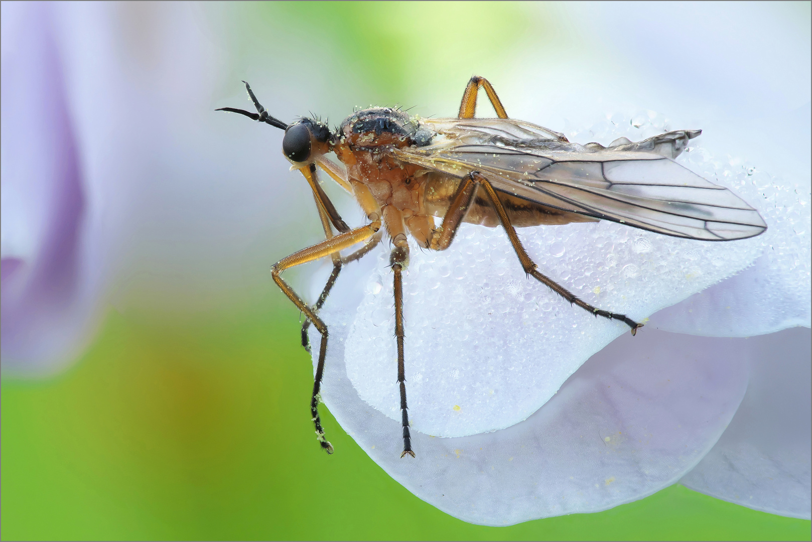 Winzling Foto & Bild | makro, frühling, natur Bilder auf fotocommunity