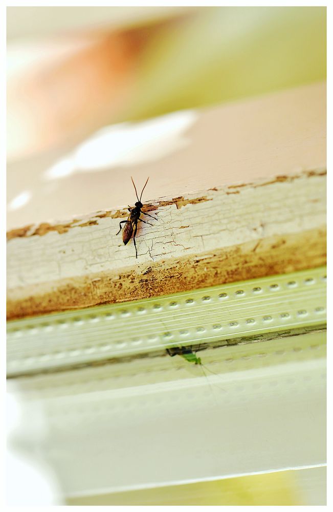 Winzling an der Scheibe Foto & Bild | tiere, wildlife, insekten Bilder ...