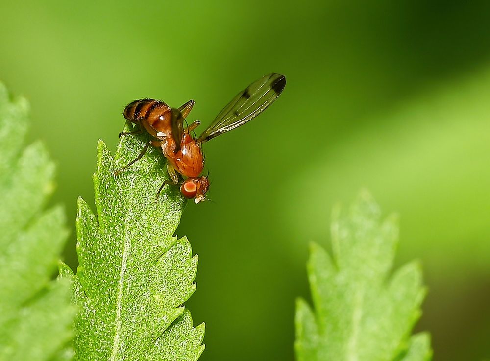 WINZLING AUF ENTDECKUNGSREISE Foto & Bild | fotos, spezial ...