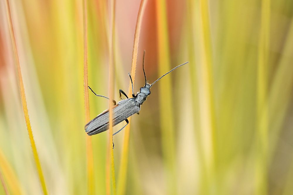 WINZLING AUF TOUR! Foto & Bild | fotos, spezial, fotocommunity Bilder ...