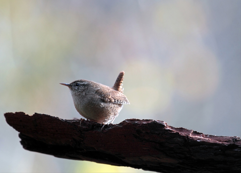 Winzling Foto & Bild | tiere, wildlife, wild lebende vögel Bilder auf ...