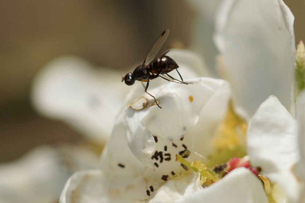 Winzling Foto & Bild | makro, frühling, nahaufnahme Bilder auf ...