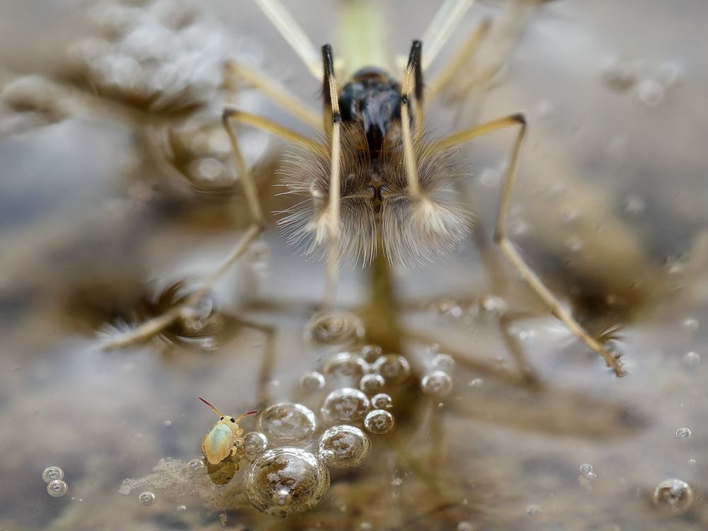 Winzling der auf Monster schaut Foto & Bild | makro, natur, macro ...