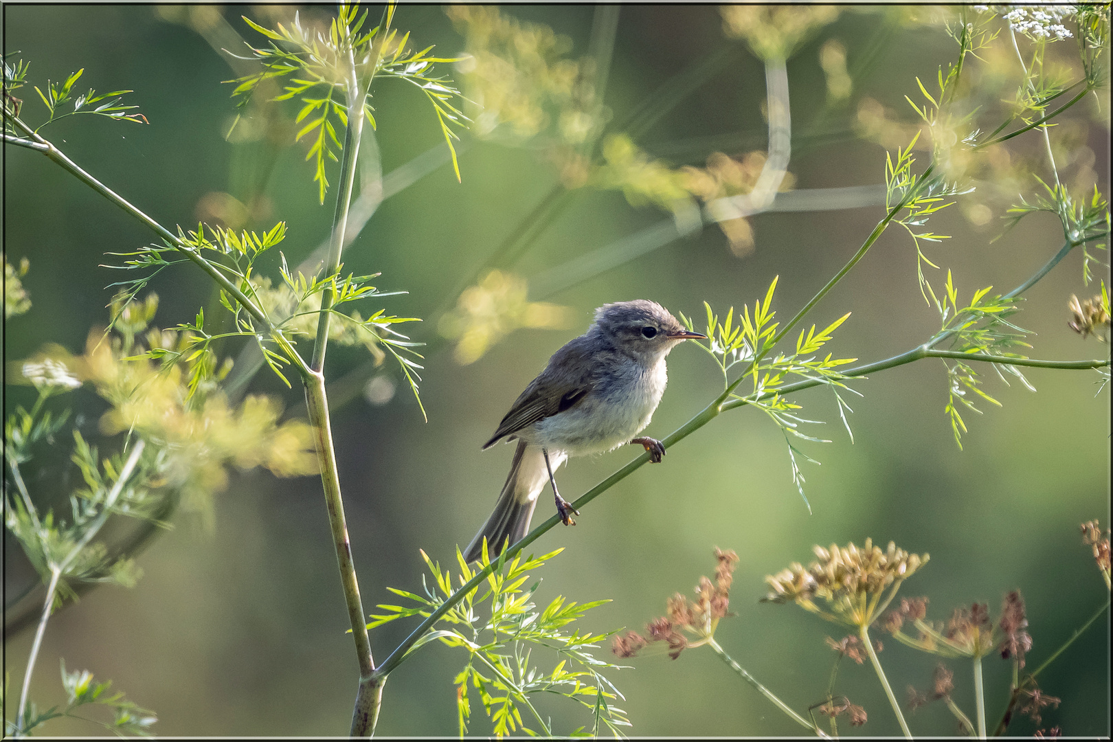 Winzling in der Morgensonne Foto & Bild | teich, natur, see Bilder auf ...