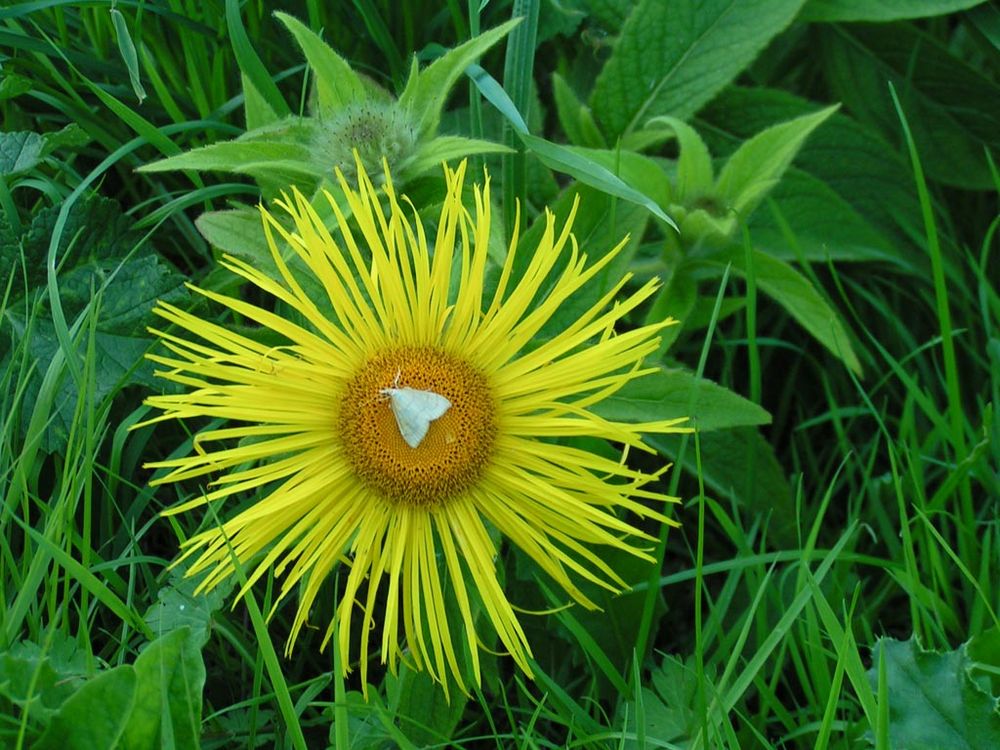 Winzling in Tony's Garten Foto & Bild | schmetterlinge, natur, pflanzen ...