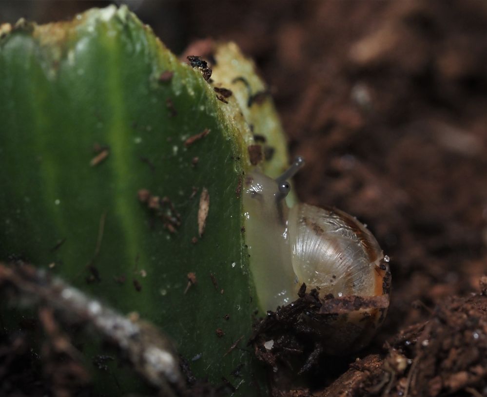 Winzling mit großem Appetit Foto & Bild | fotos, indoor, natur Bilder ...